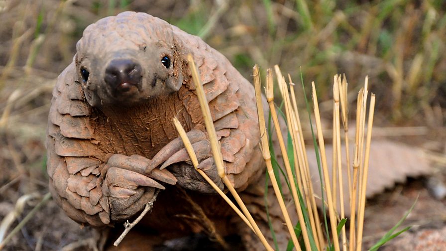 BBC Two - Natural World, 2018-2019, Pangolins - The World's Most Wanted ...