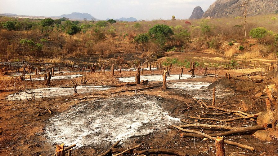 BBC World Service - Science In Action, Human Activity Threatens ...