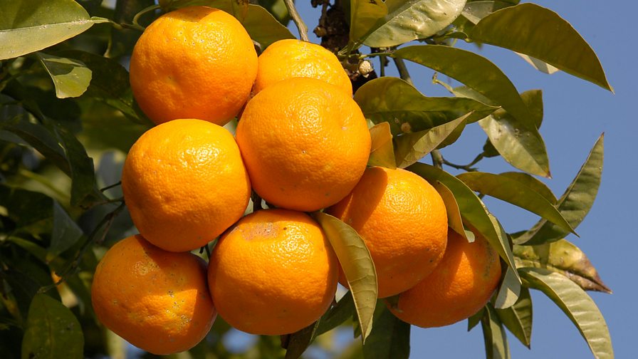 BBC Radio 4 - Agendum