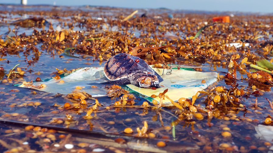 BBC Radio 5 Live - 5 Live In Short, Sea turtles trapped in ‘horrendous ...