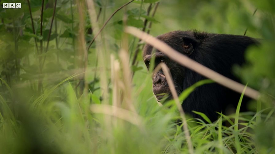 BBC One - Dynasties, Series 1, Chimpanzee, Chimpanzees throwing rocks