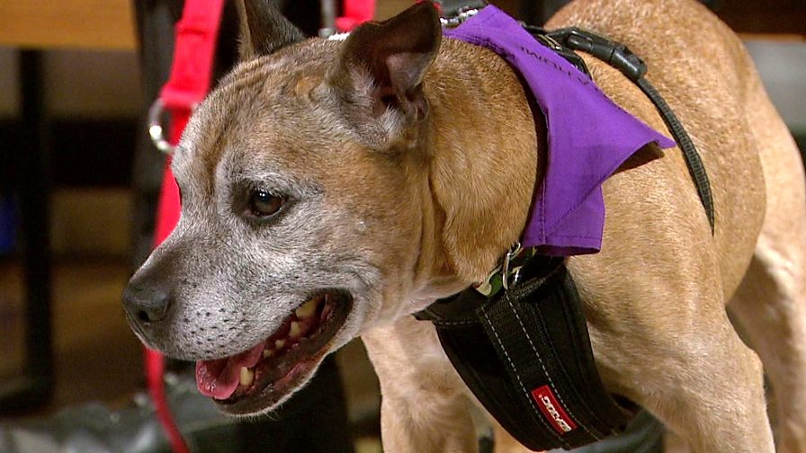 BBC Scotland - BBC Scotland - Why are Staffies still considered ...