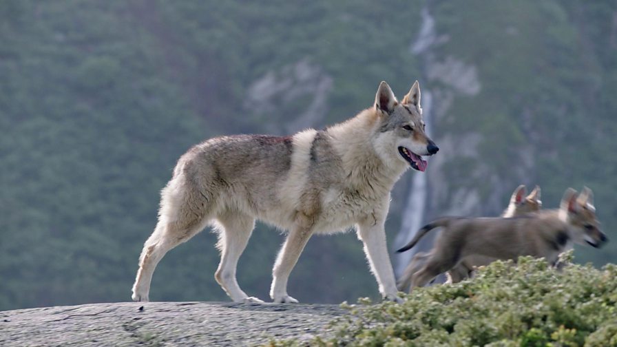 BBC Two - The Snow Wolf: A Winter's Tale, This is the story of an ...