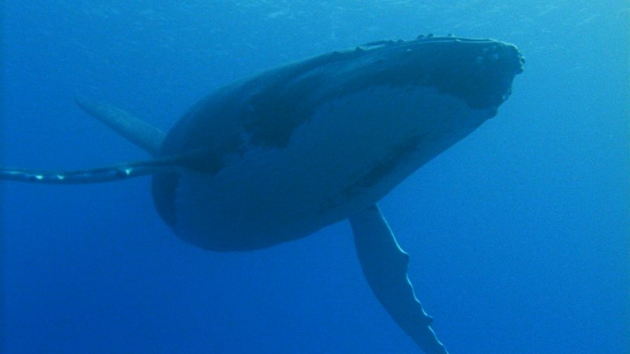 BBC One - Blue Planet Live, Series 1, Episode 2, Chris Packham sees his ...