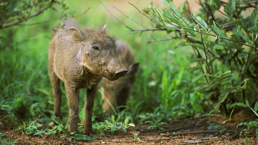 BBC ALBA - Aithne air Ainmhidhean/All About Animals
