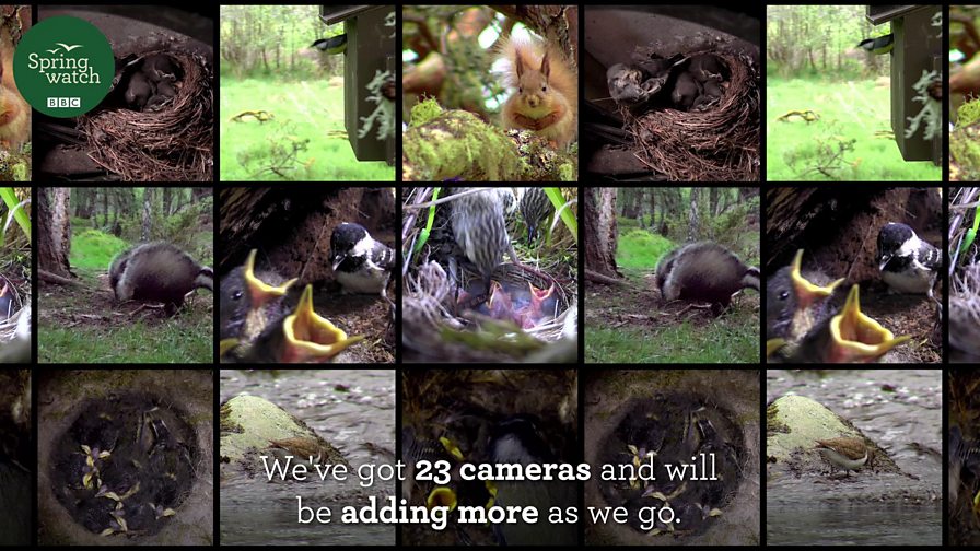 BBC Two - Springwatch, Springwatch live cameras