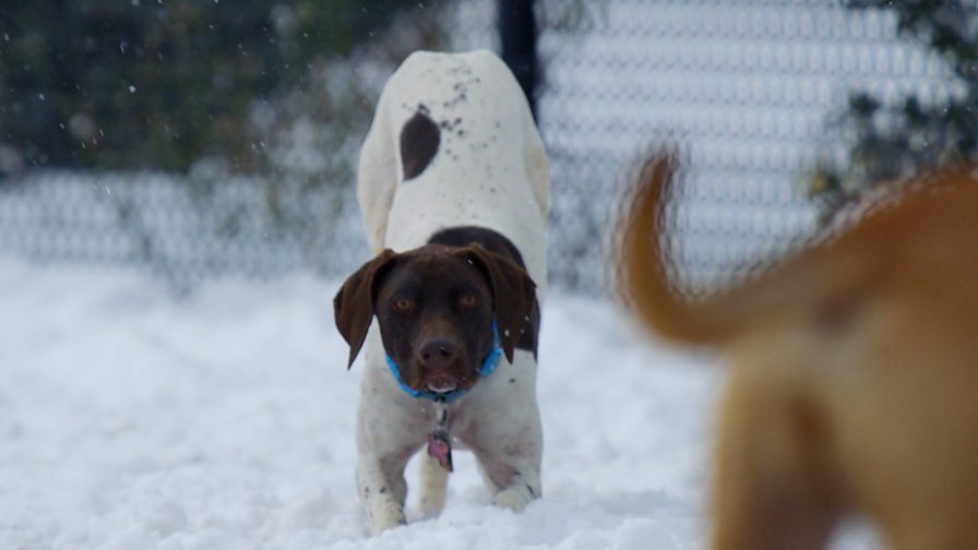 BBC Two - Animals at Play