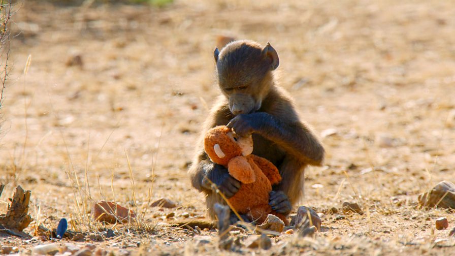 BBC Two - Animals at Play, Series 1, Playing Together, Play bows