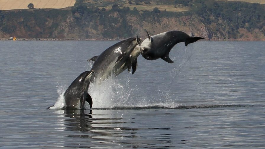 BBC Scotland - Scotland’s Animals