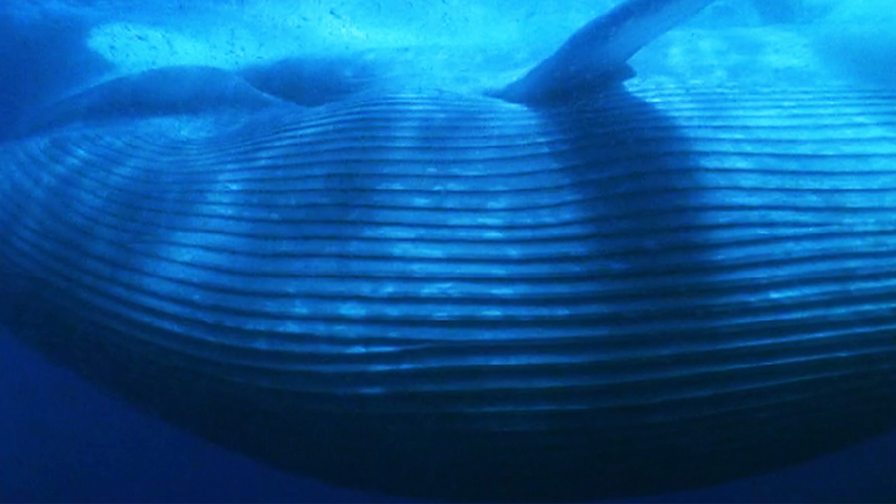 BBC One - The Blue Planet - Episode guide