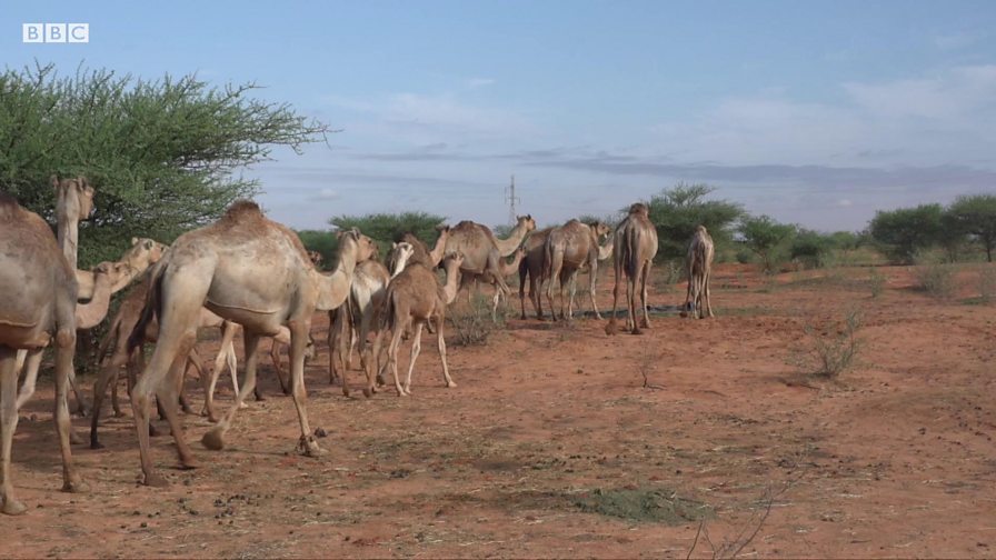 BBC World Service TV - Smart Money, Camel farming and value addition in ...