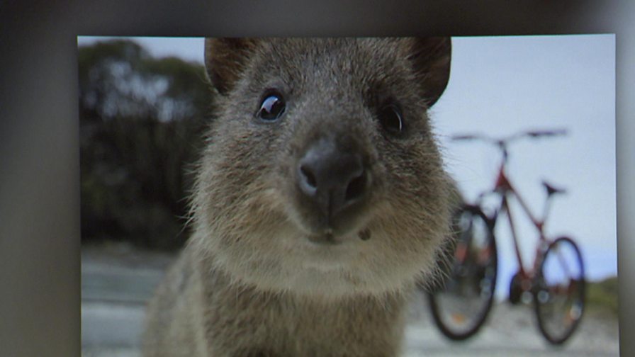 BBC Two - QI, Series Q, Qanimals, The dark side of the Quokka