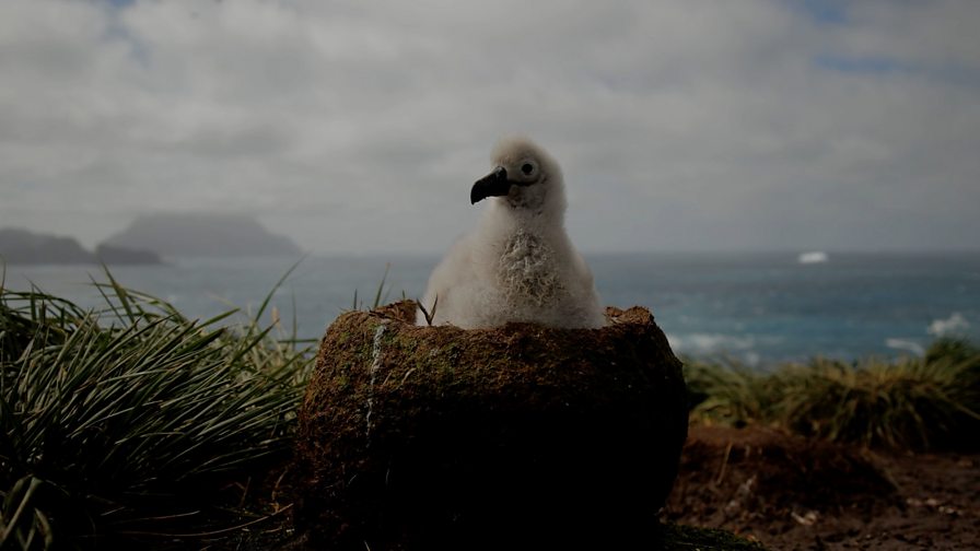 BBC One - Seven Worlds, One Planet, Series 1, Antarctica