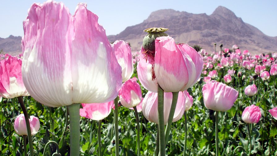 BBC Radio 4 - Natural Histories - Eight surprising facts about the poppy