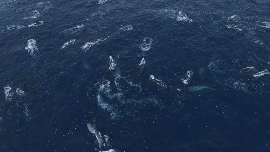 BBC One - Seven Worlds, One Planet, Series 1, Antarctica