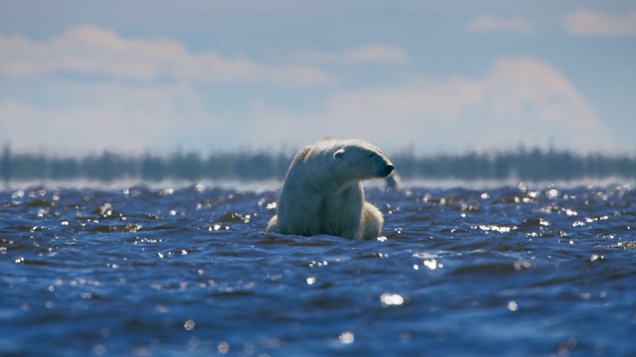 BBC One - Seven Worlds, One Planet