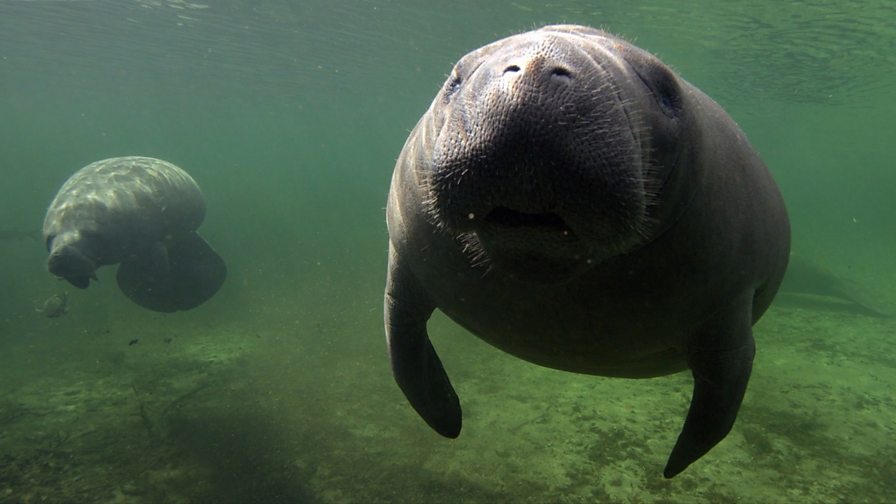 BBC One - Seven Worlds, One Planet