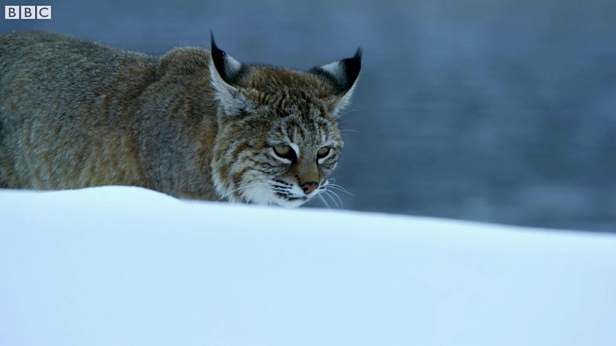 BBC One - Snow Animals