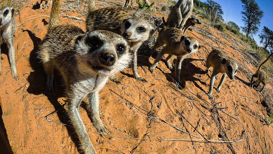 BBC One - Spy in the Wild