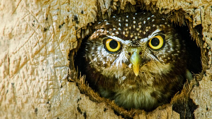 BBC Two - Natural World