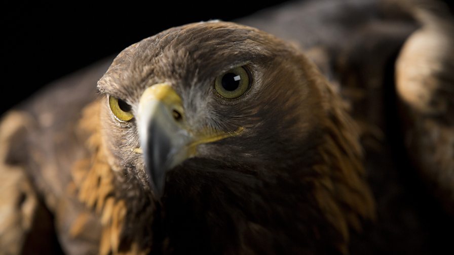 BBC Two - Natural World