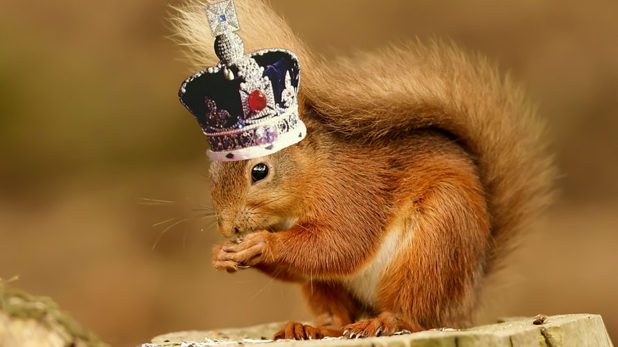 BBC Radio 4 - Homeschool History - Everything you didn’t know about ...