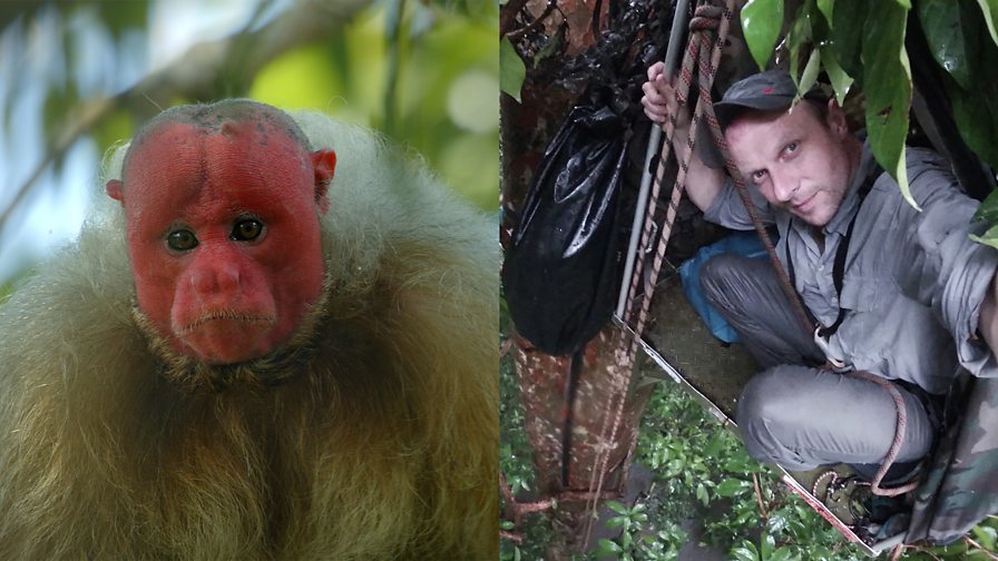 BBC One - Primates