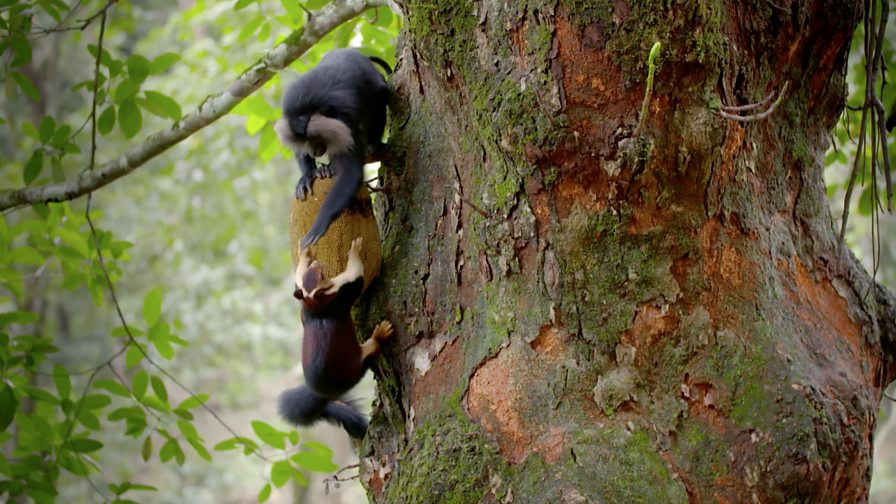 BBC One - Primates, Series 1, Secrets of Survival