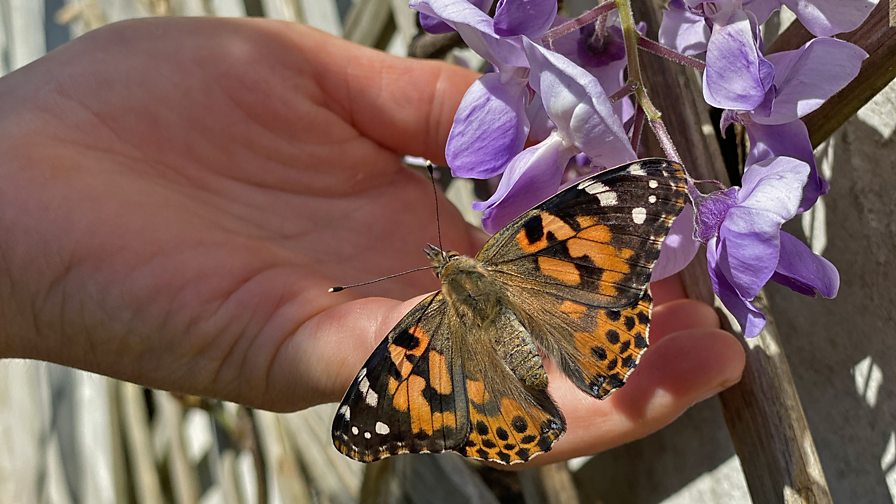 BBC Two - Springwatch