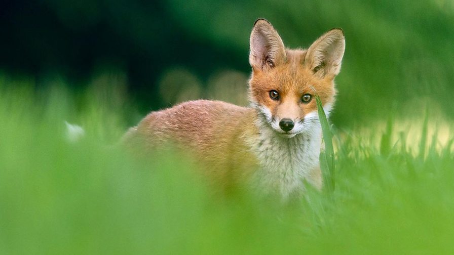 BBC Two - Springwatch