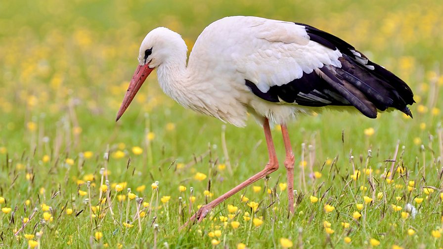 BBC Two - Springwatch
