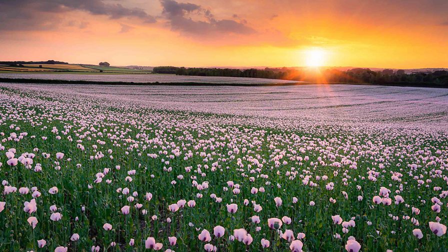 BBC Two - Springwatch