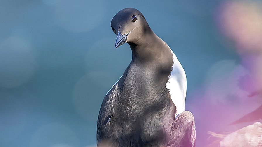 BBC Two - Springwatch