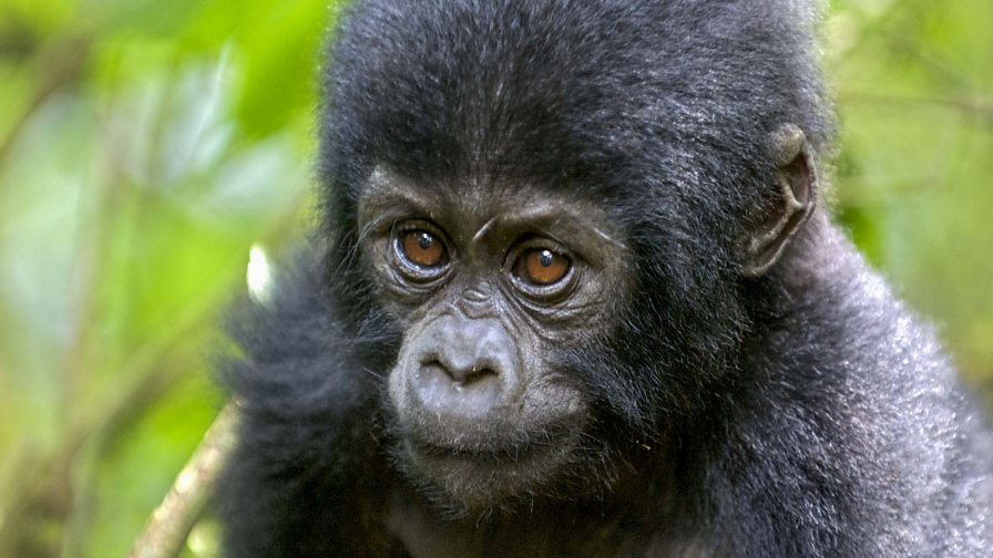 BBC Two - Mountain Gorilla, Last Stand of the Silverback King ...