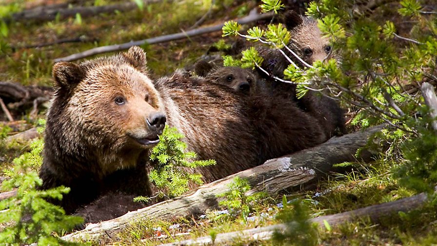 BBC Two - Yellowstone - Episode guide