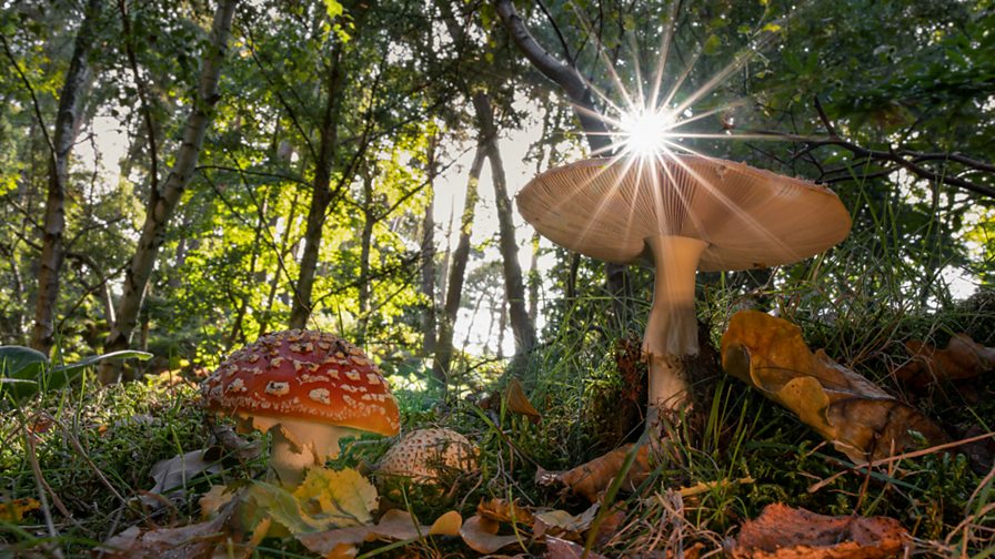 BBC Two - Autumnwatch, 2020, Episode 3, 5 simple ways: Nature can help ...