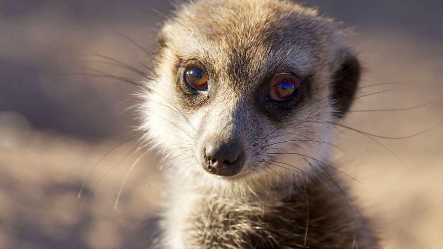 BBC Two - Natural World, 2013-2014, Meerkats: Secrets of an Animal ...