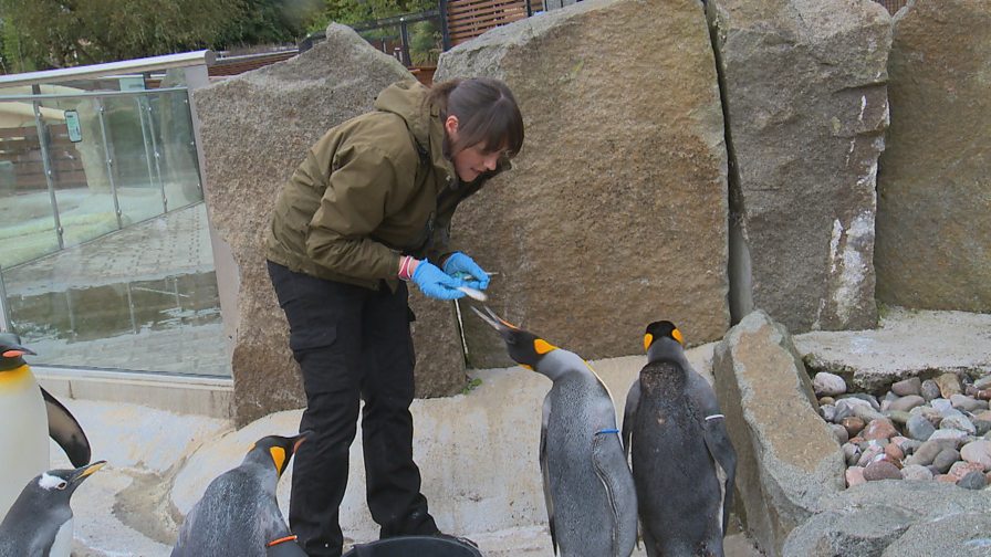 BBC Scotland - Inside the Zoo