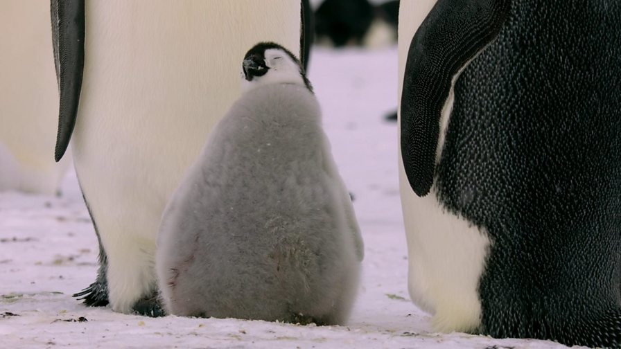 BBC One - Penguins: Meet the Family