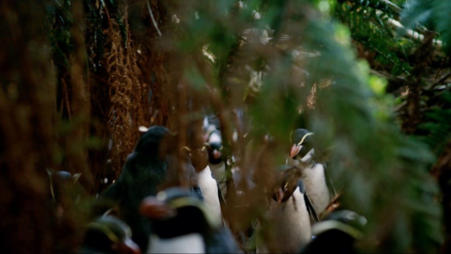 BBC One - Penguins: Meet the Family