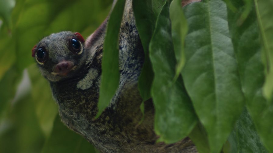 BBC Two - Chris Packham's Animal Einsteins, Series 1, Communicators ...