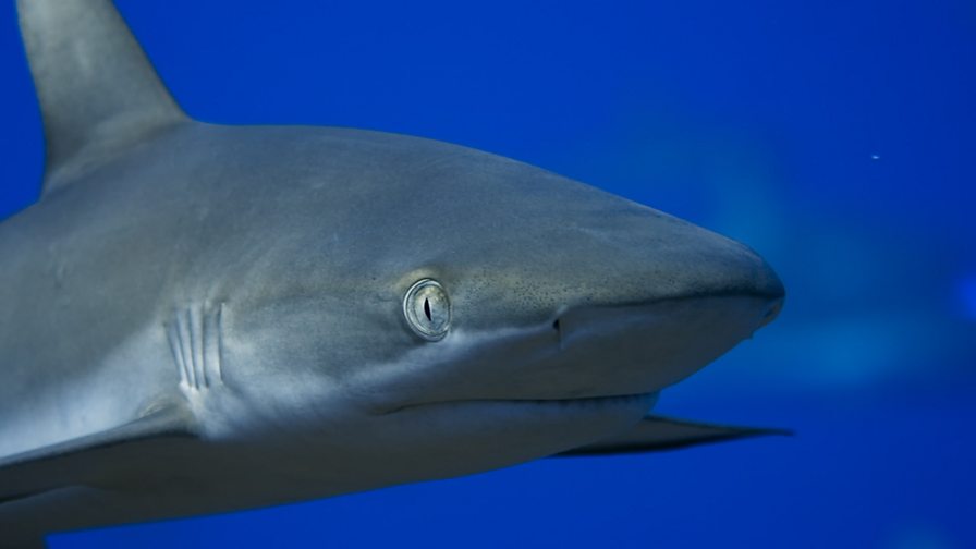 CBeebies - Colours - Available now