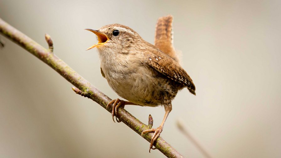 BBC Radio 3 - Breakfast, Sunday - Martin Handley - Listen and learn: a ...