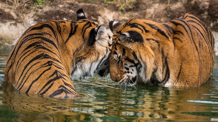 BBC Radio Solent - Sam Fraser
