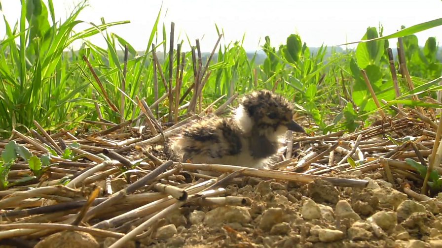 BBC Two - Springwatch
