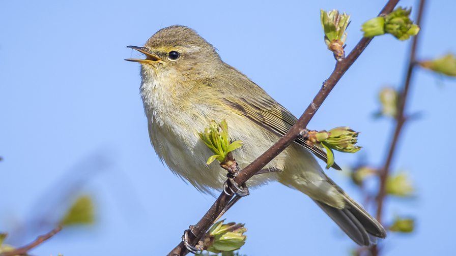 BBC Radio 3 - Breakfast, Sunday - Martin Handley - Listen and learn: a ...