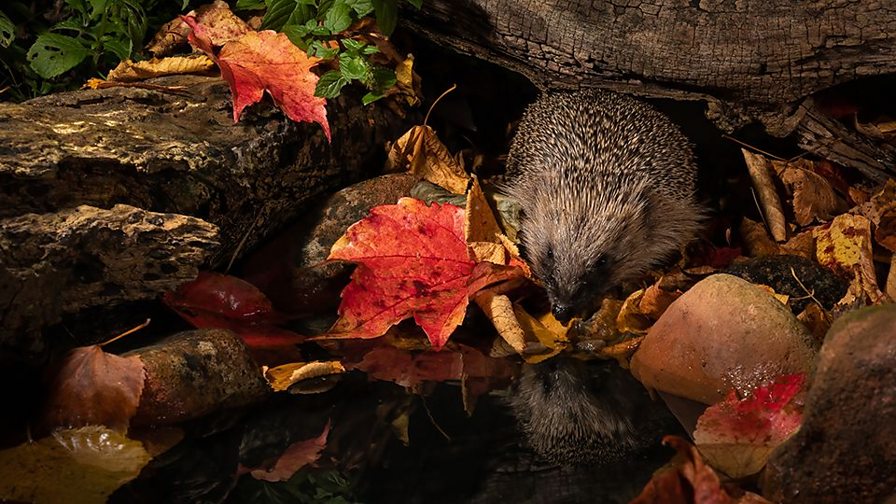BBC Two - Autumnwatch