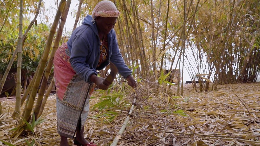 BBC World Service - Discovery, Earthshot 1, Climate change in India ...
