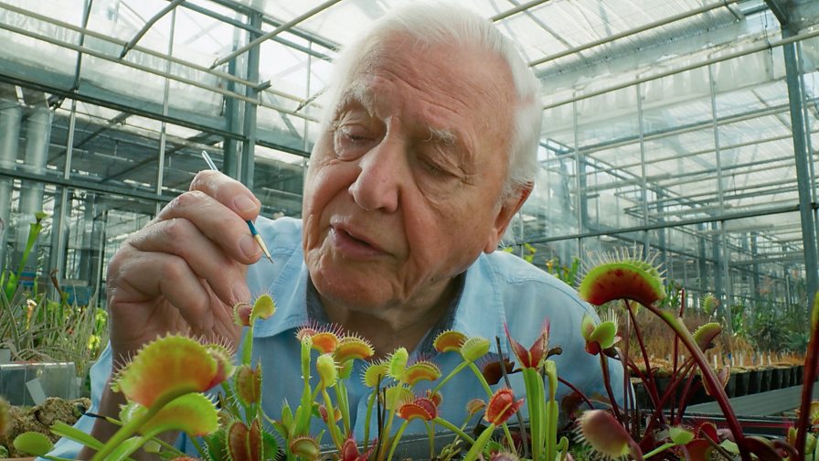 BBC One - The Green Planet, Series 1, Water Worlds, The giant water lily