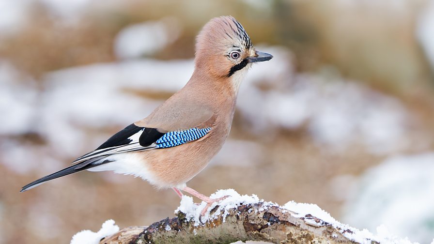 BBC Two - Winterwatch